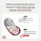 Multivitamin for seniors with Urolithin A