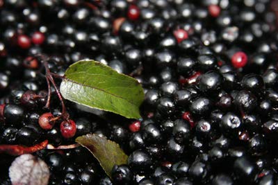 multivitamin for women with antioxidants