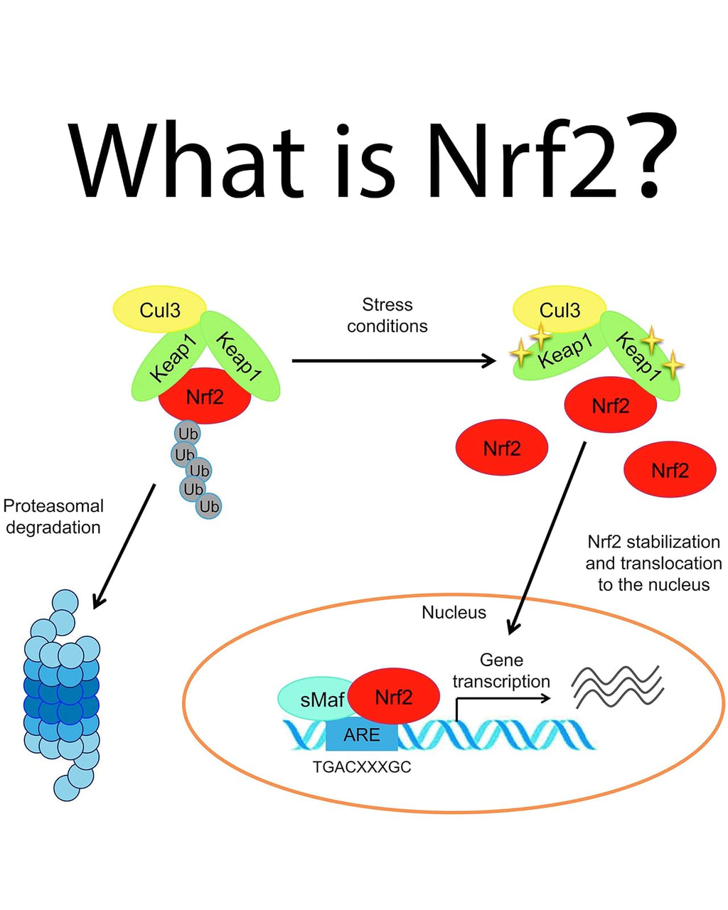 Multivitamin for women with NRF2 support