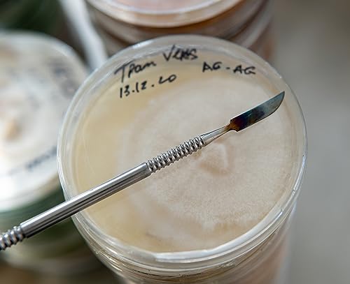 mushroom agar for home cultivation