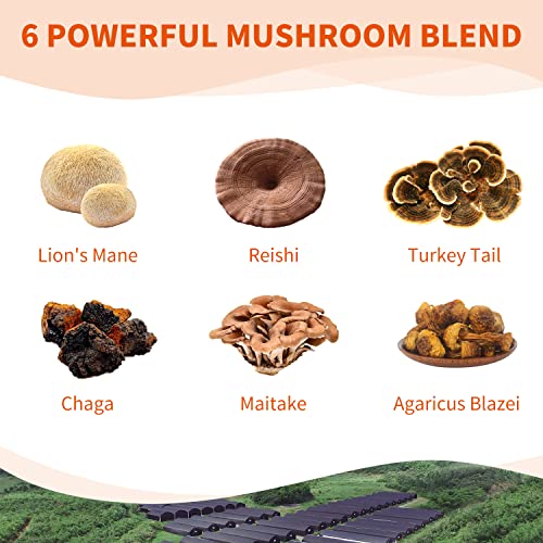 mushroom blend for cognitive support