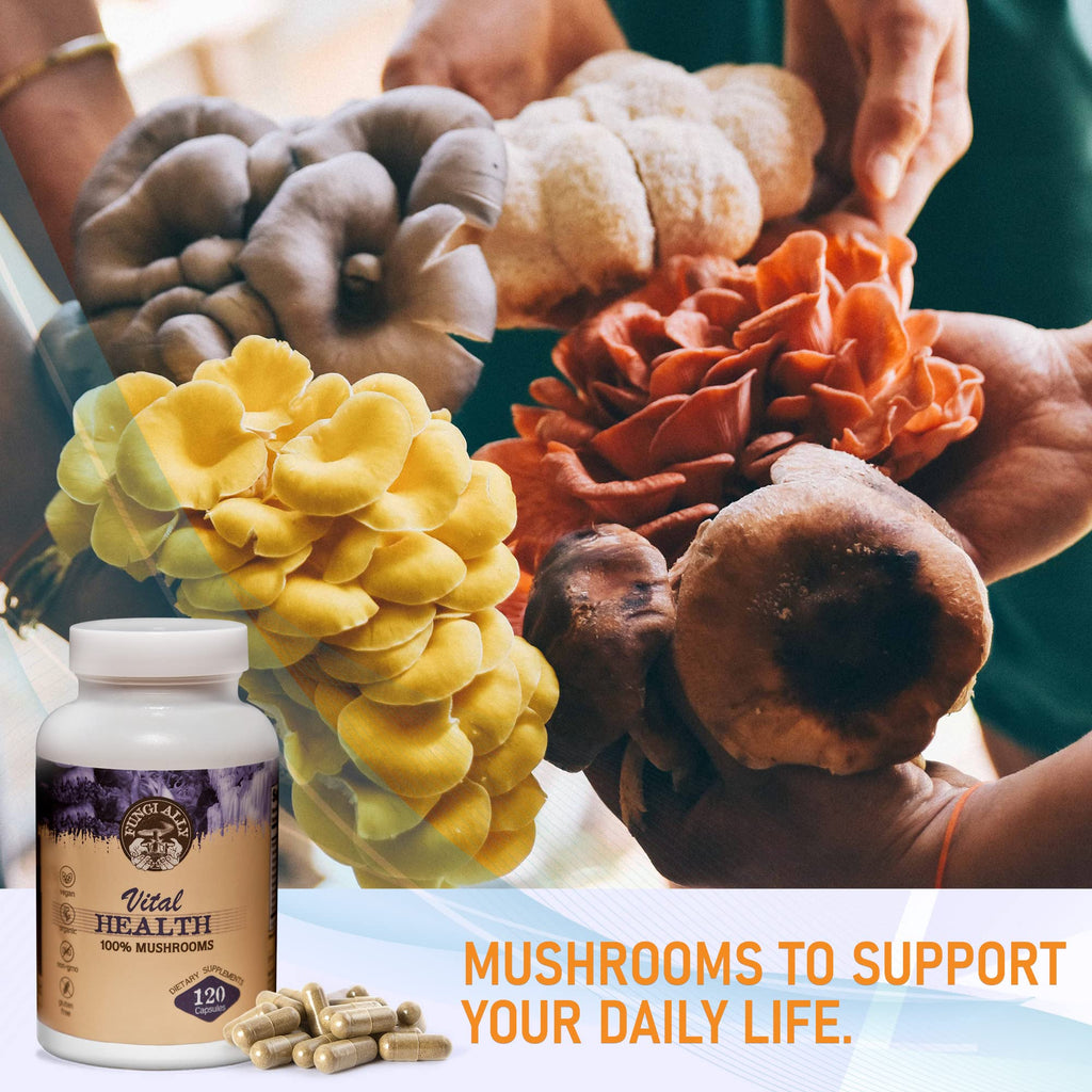 mushroom blend for daily wellness
