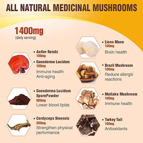 mushroom blend for overall wellness