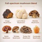 mushroom blends for enhanced focus