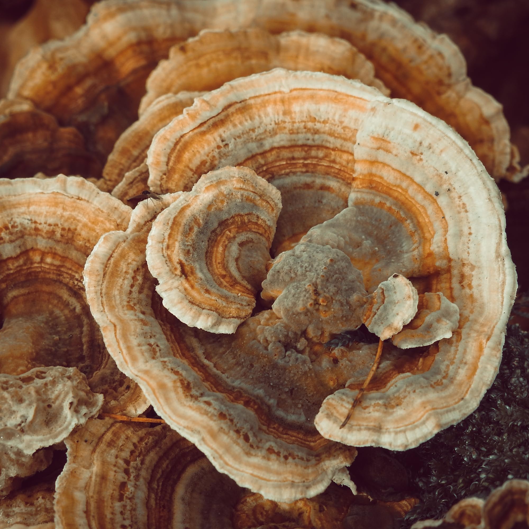 Mushroom capsules for digestive wellness