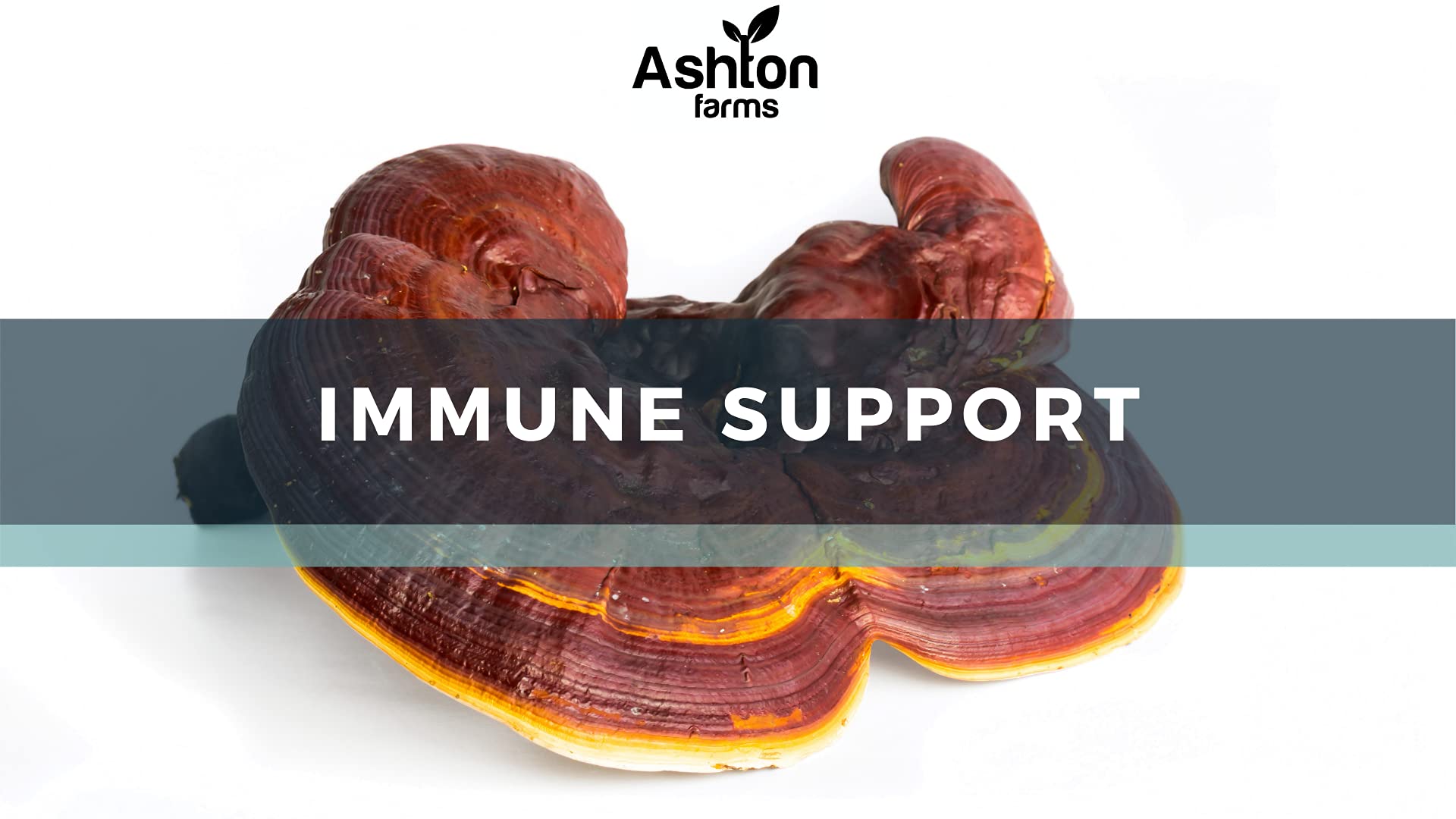 Mushroom capsules for enhanced vitality