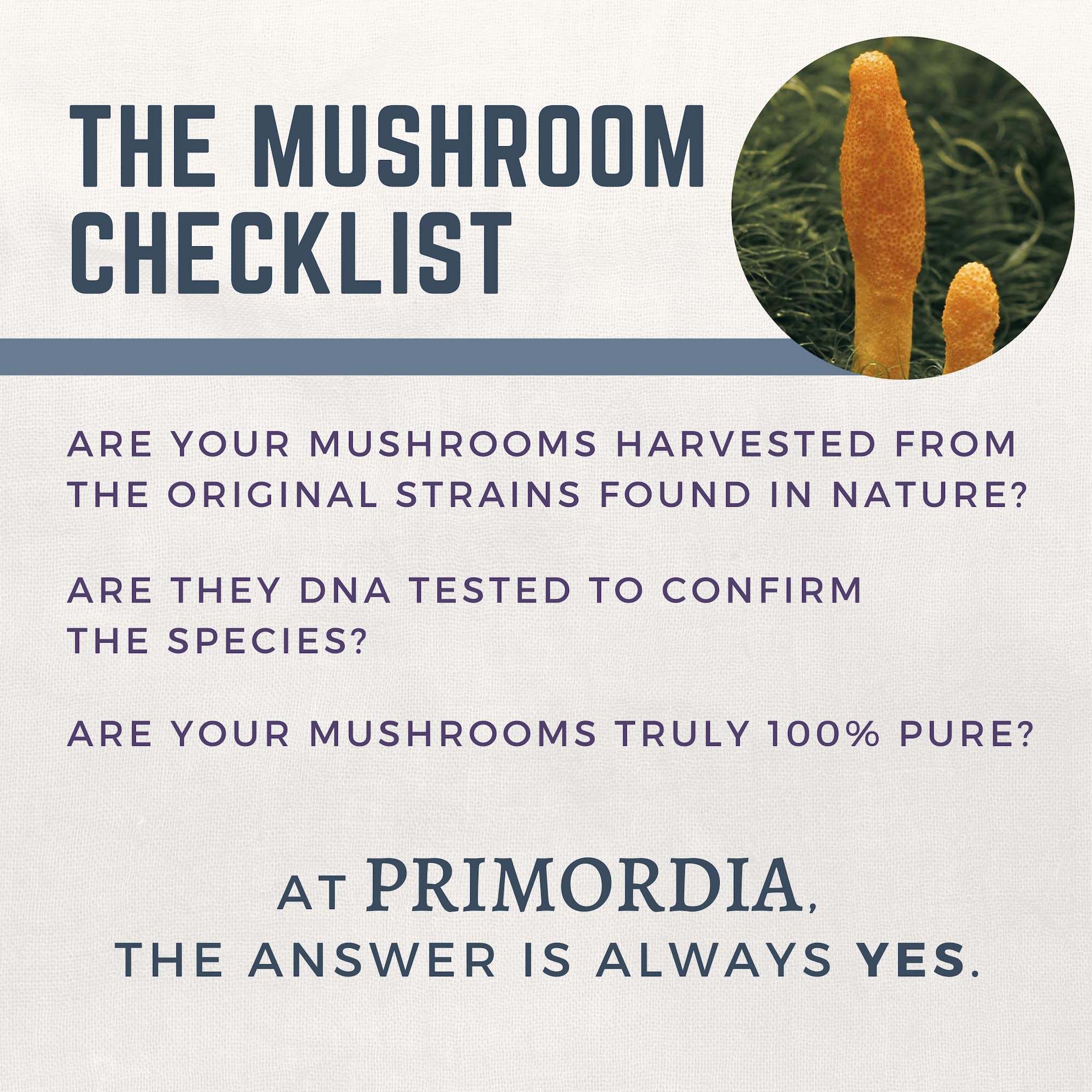 Mushroom capsules for holistic health
