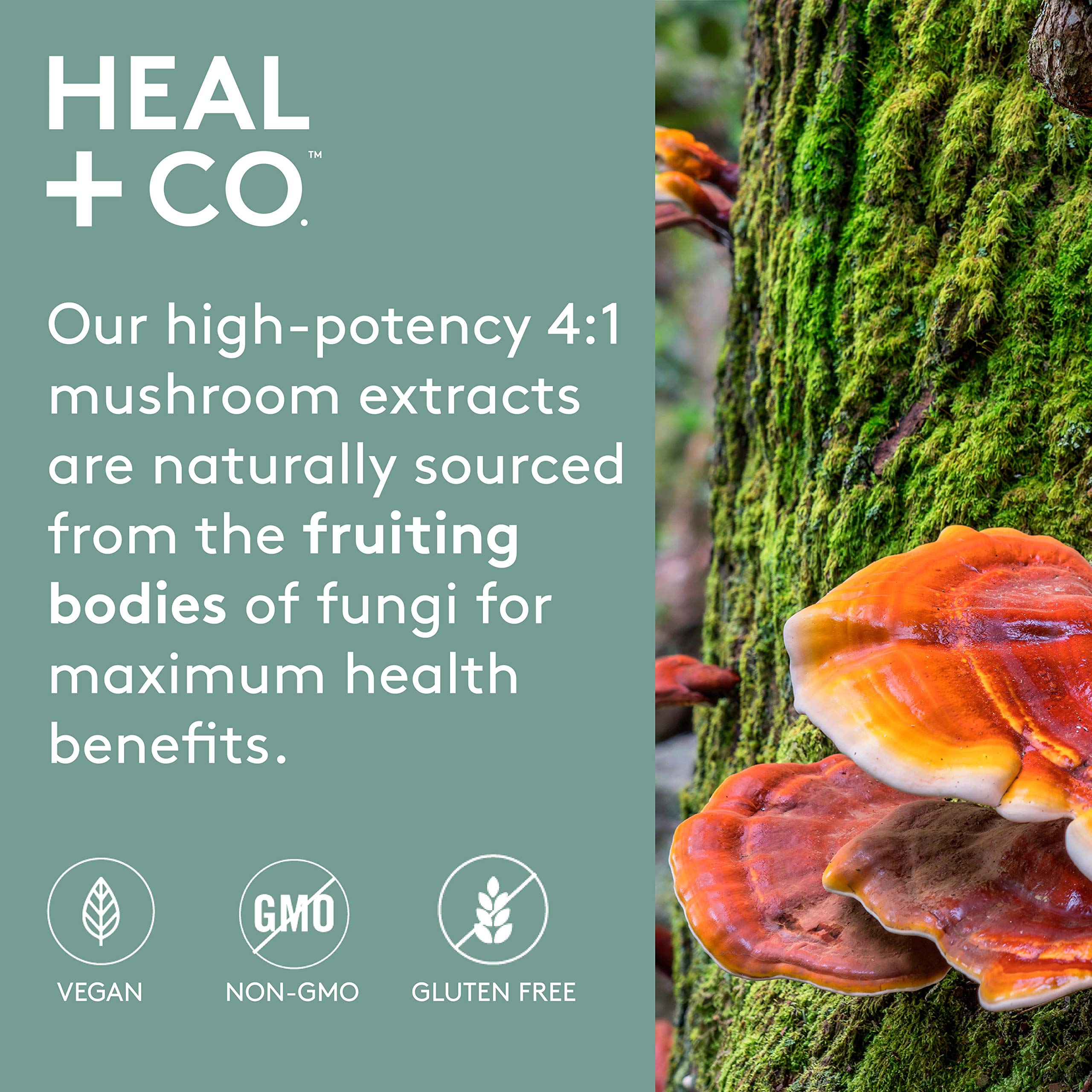 mushroom capsules for immune support
