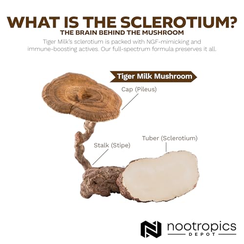 Mushroom capsules for immune support