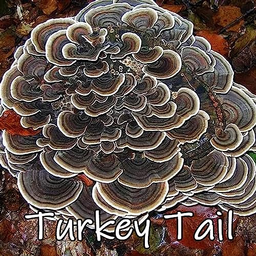 mushroom capsules for overall wellness