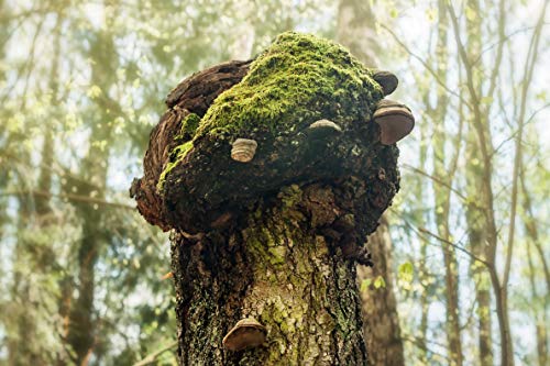 mushroom capsules for stress relief