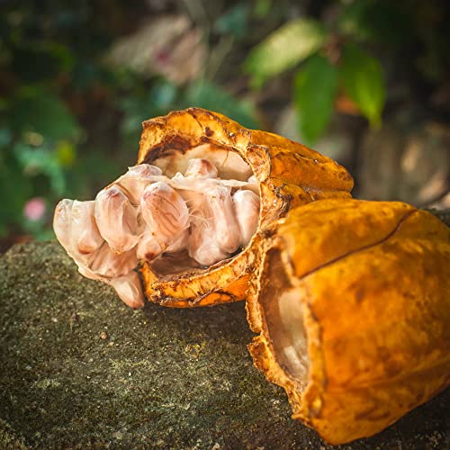mushroom coffee for a healthier lifestyle