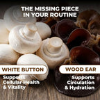 Mushroom complex for immune support