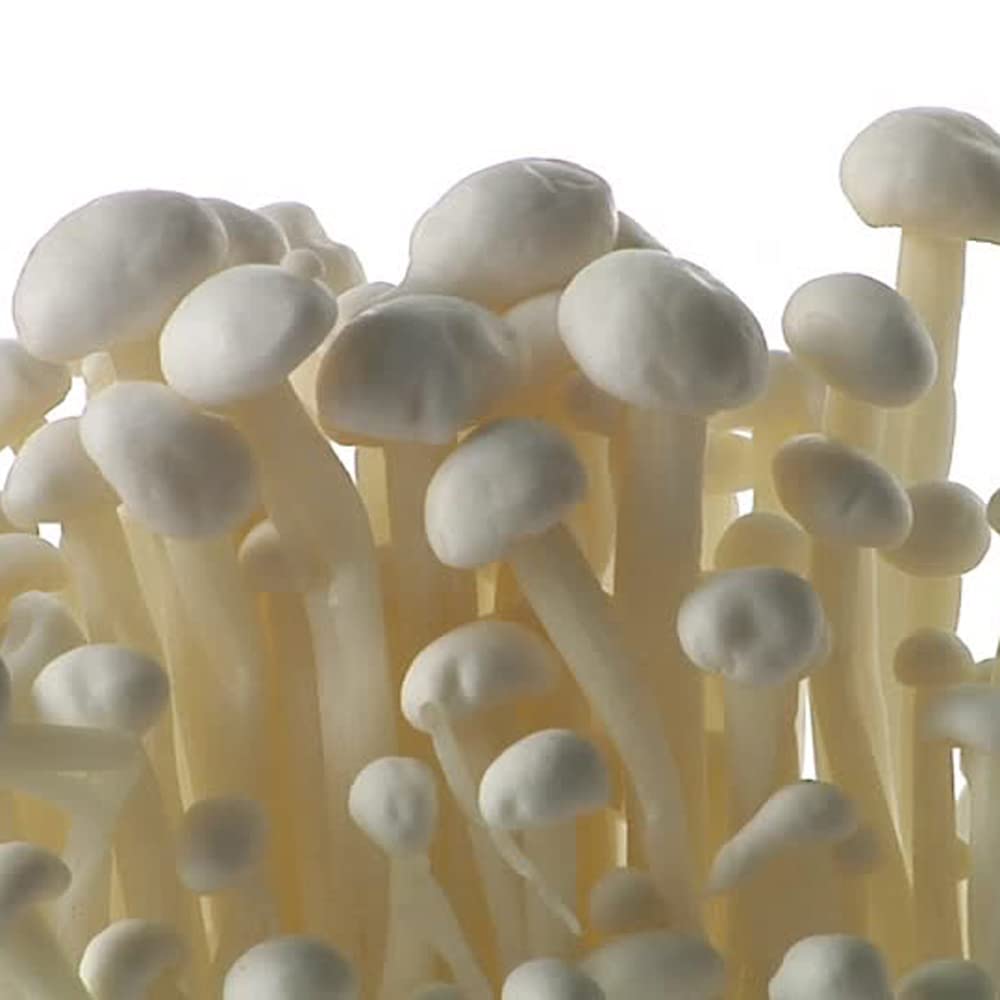 Mushroom cultivation made easy