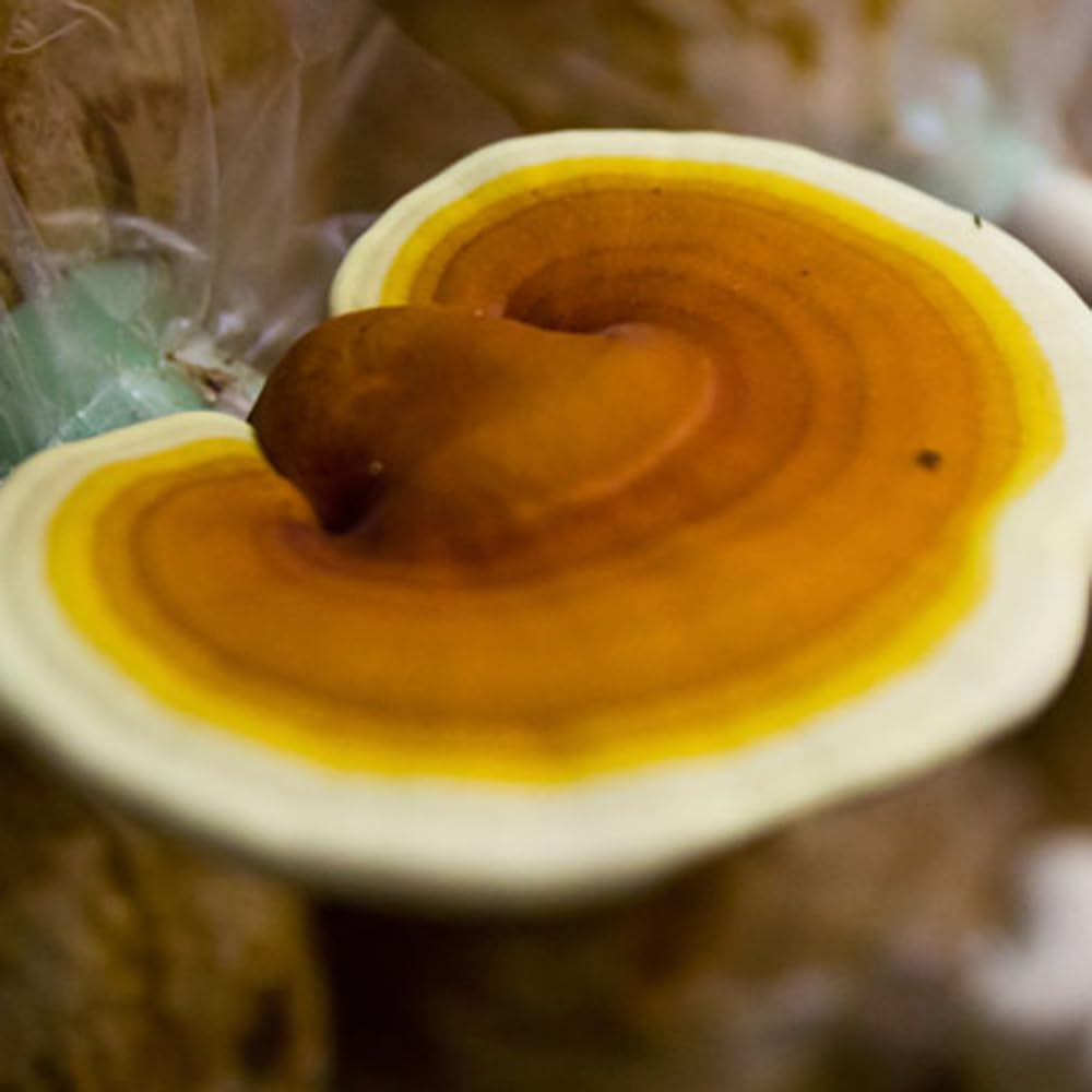 Mushroom cultivation made simple