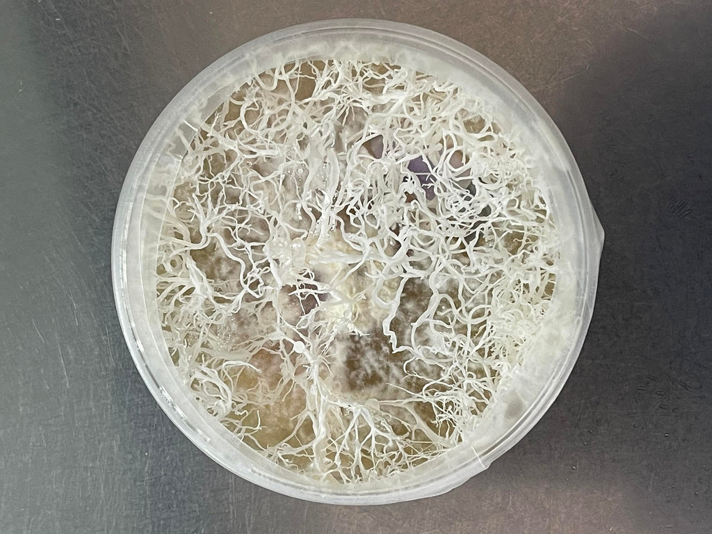 mushroom cultivation made simple