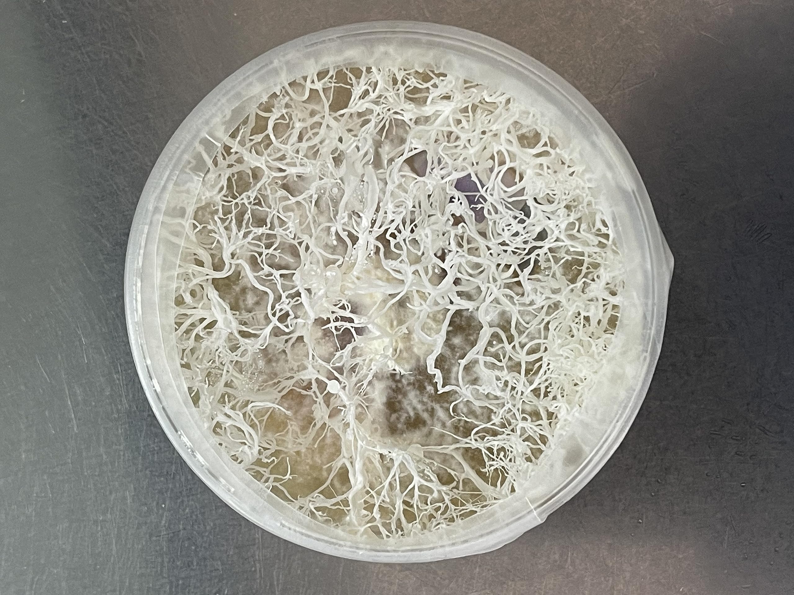 mushroom cultivation made simple