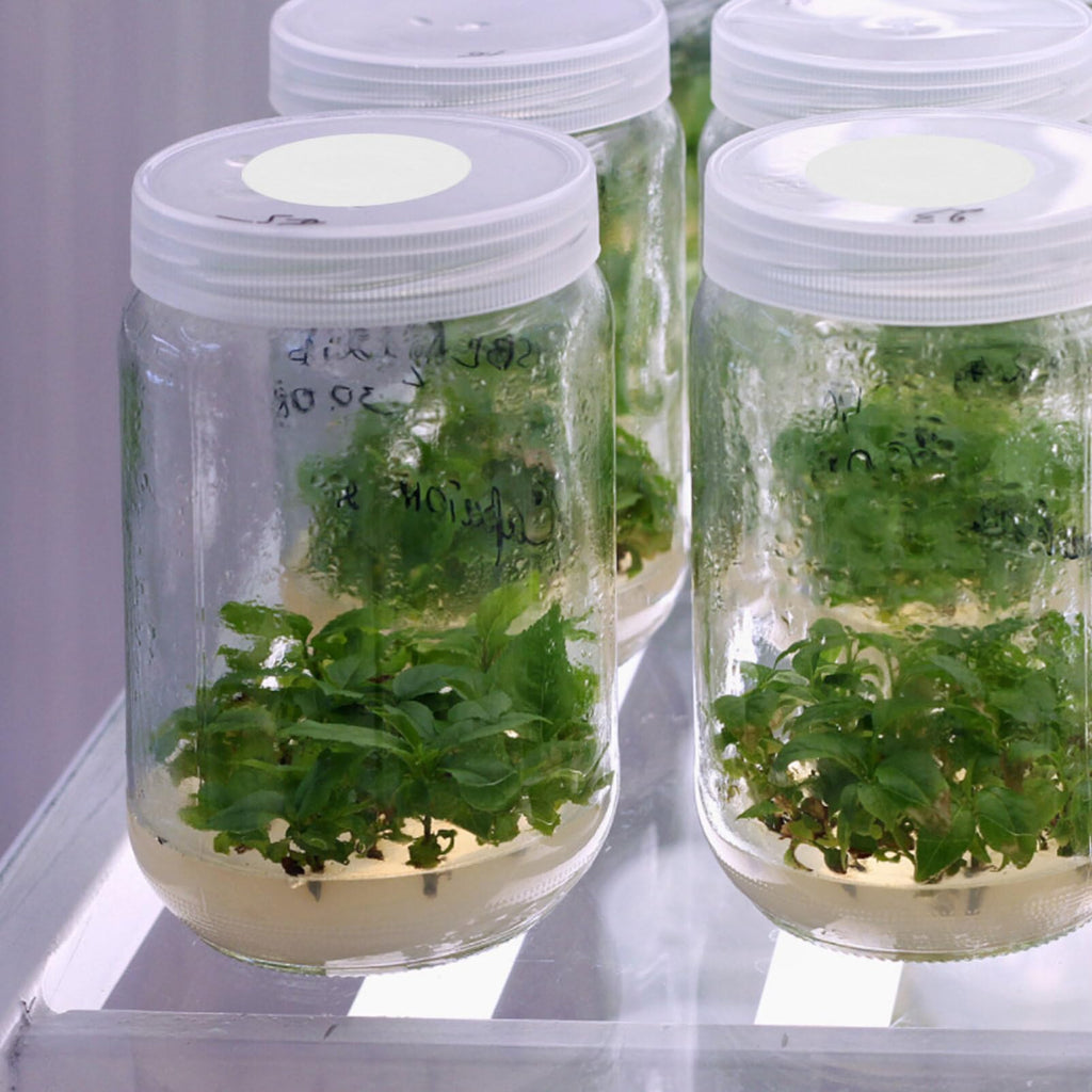 mushroom cultivation made simple