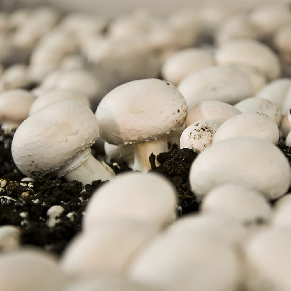 Mushroom cultivation supplies for beginners