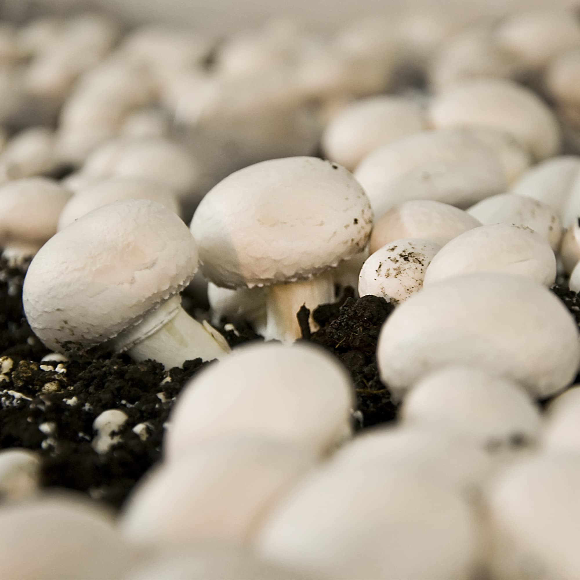 Mushroom cultivation supplies for beginners
