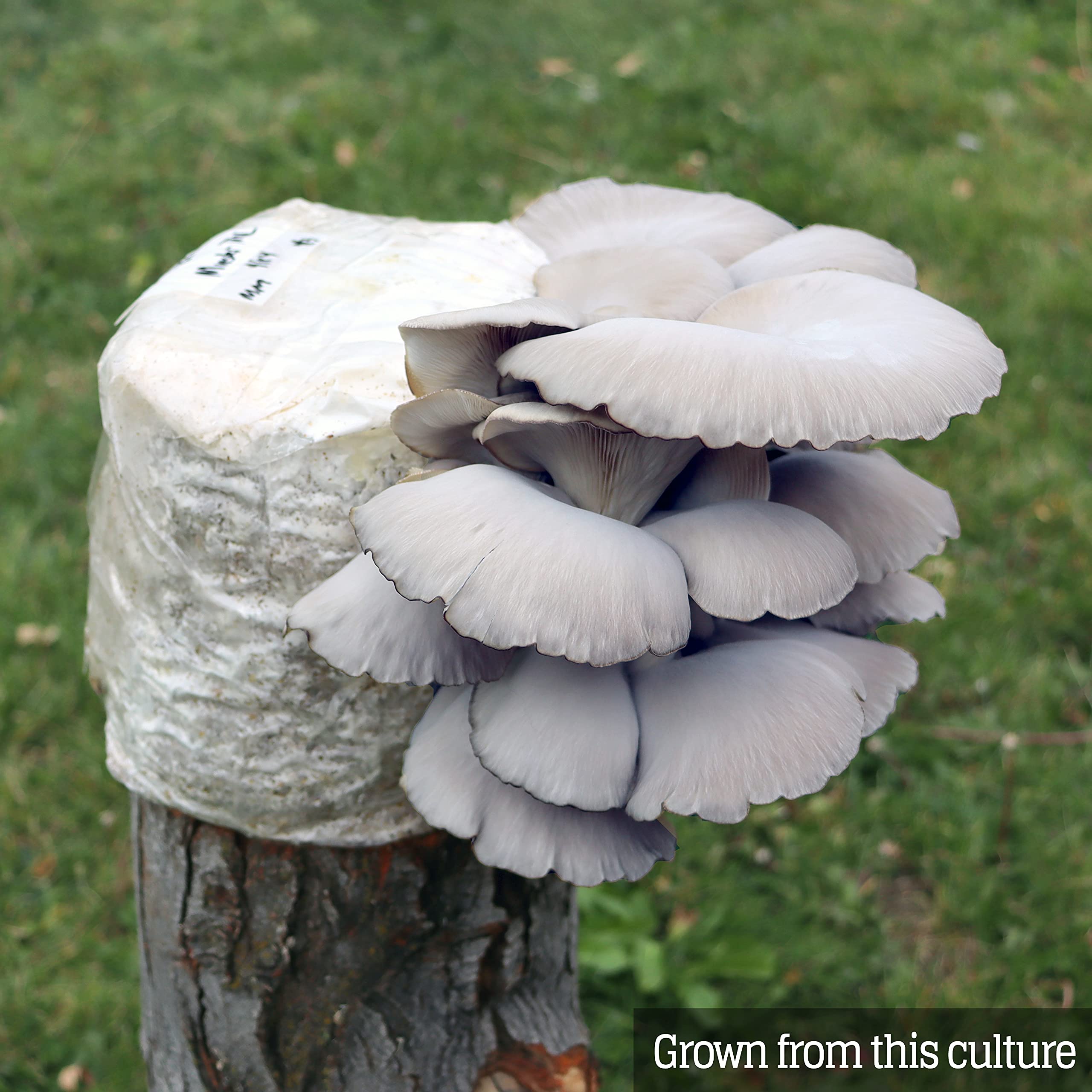 Mushroom culture for indoor gardening