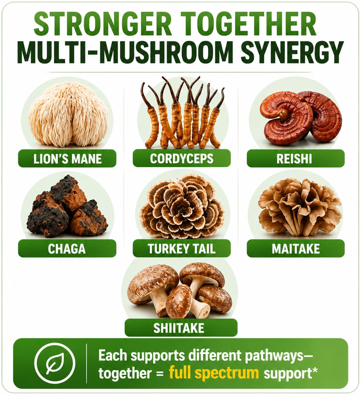 mushroom extract for cognitive function