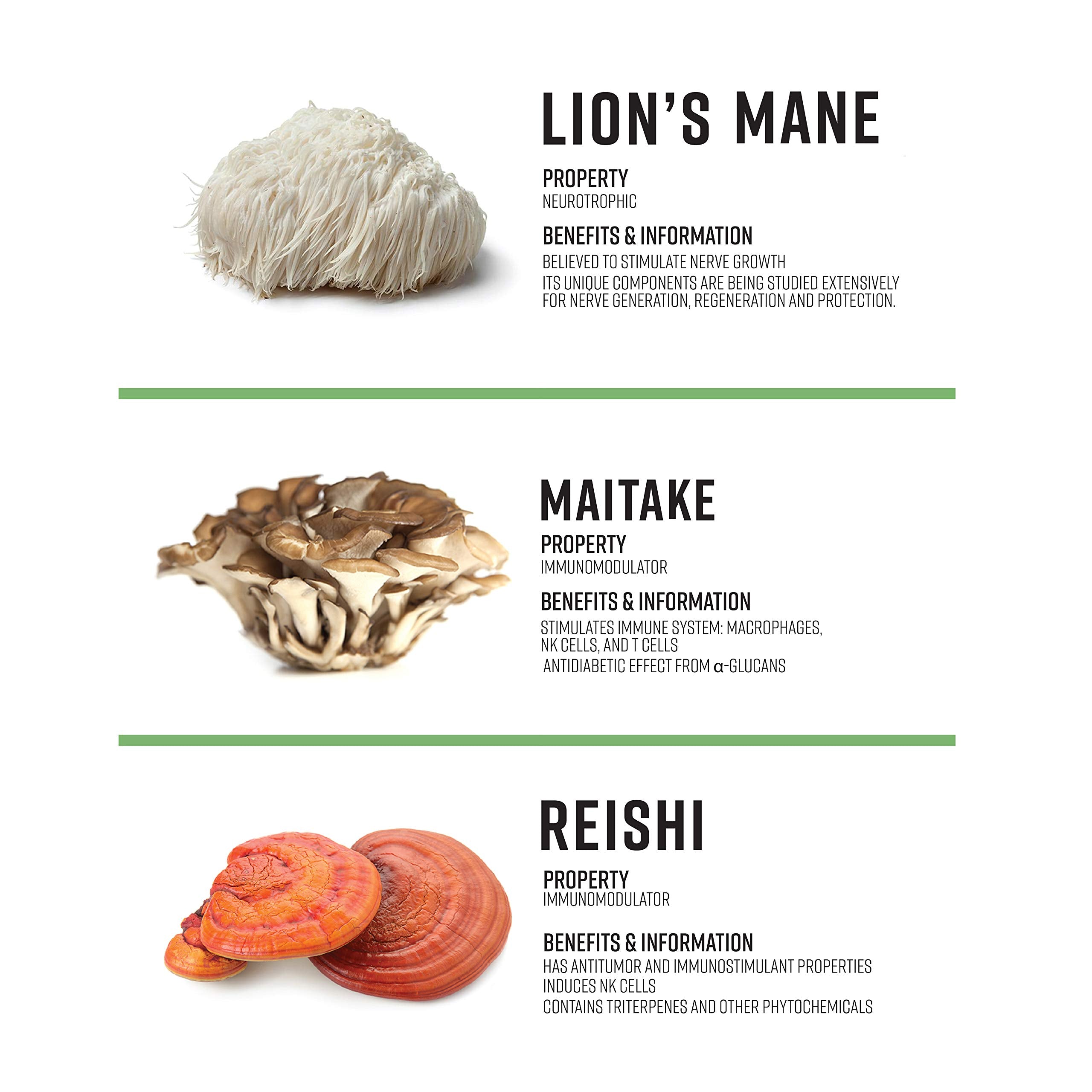 mushroom extract for cognitive function