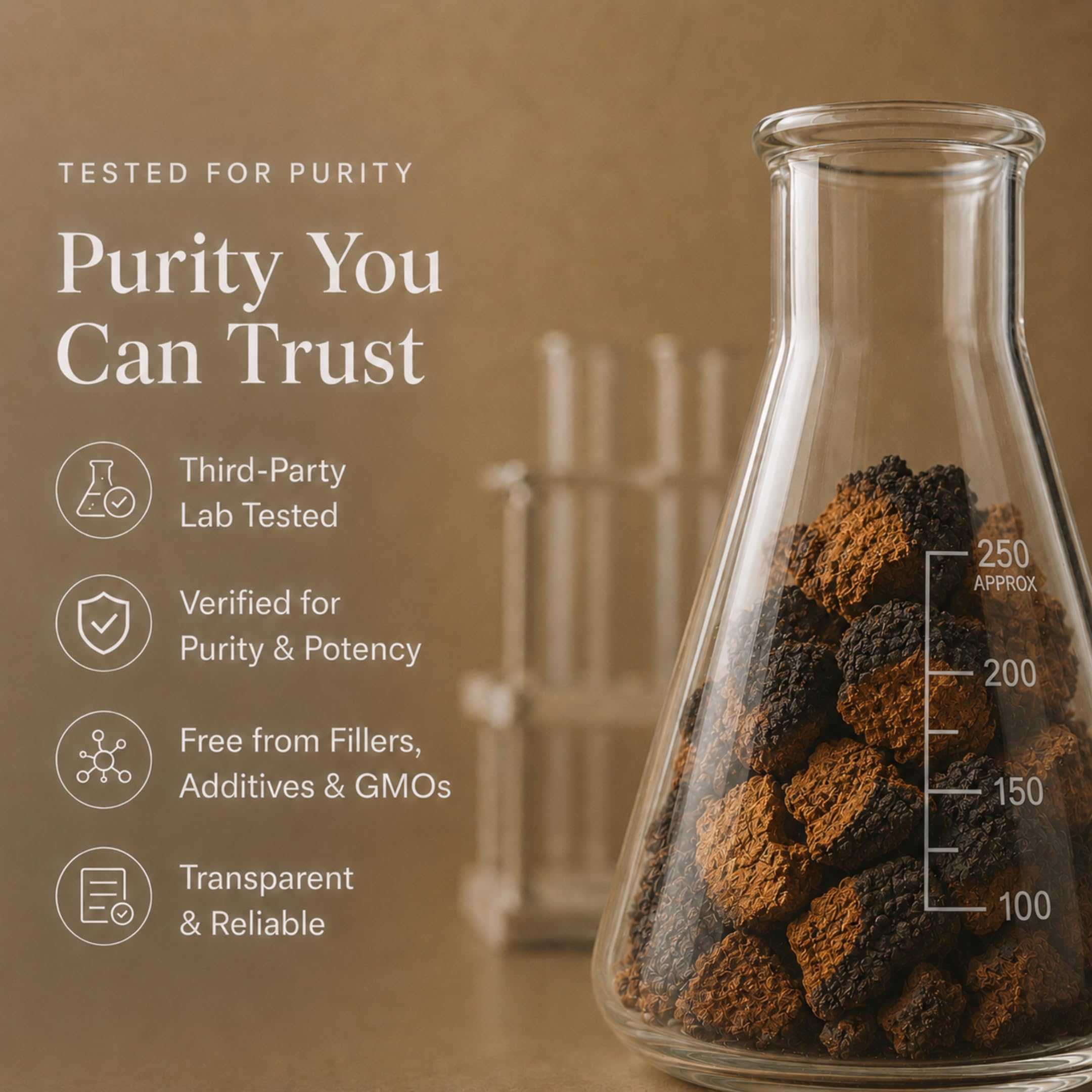 Mushroom extract for daily vitality