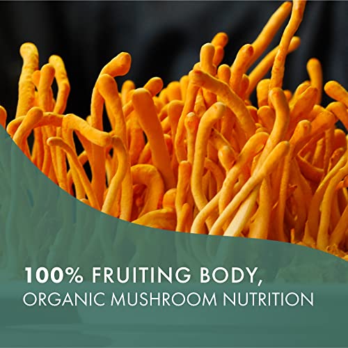 mushroom extract for daily wellness