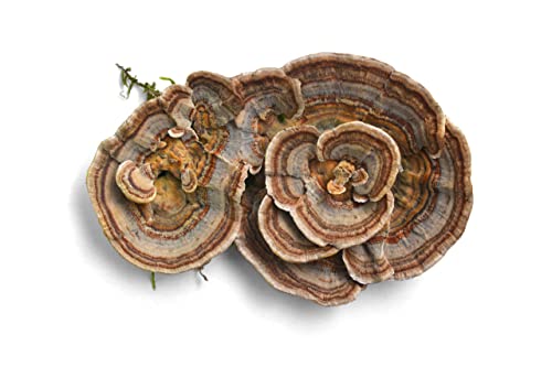 Mushroom extract for digestive health
