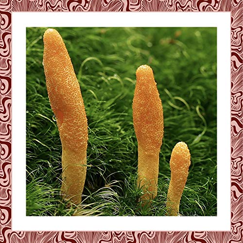 mushroom extract for endurance athletes
