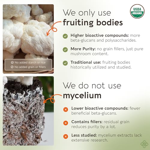 mushroom extract for energy boost