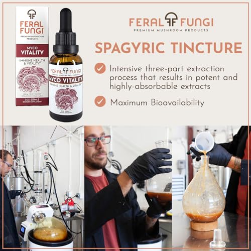 mushroom extract for enhanced energy