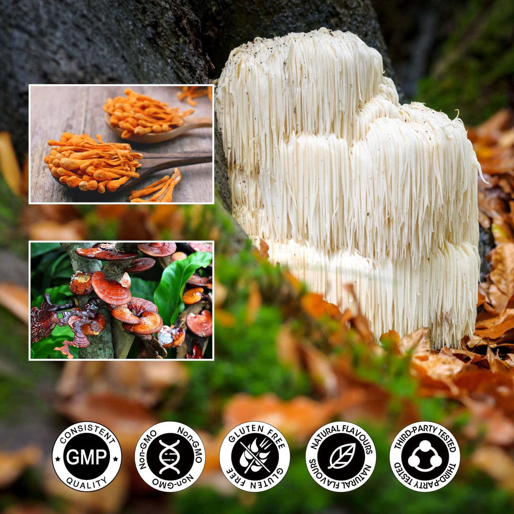 Mushroom extract for immune support