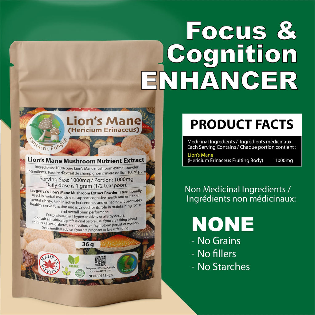 Mushroom extract for improved focus