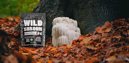 mushroom extract for improved focus