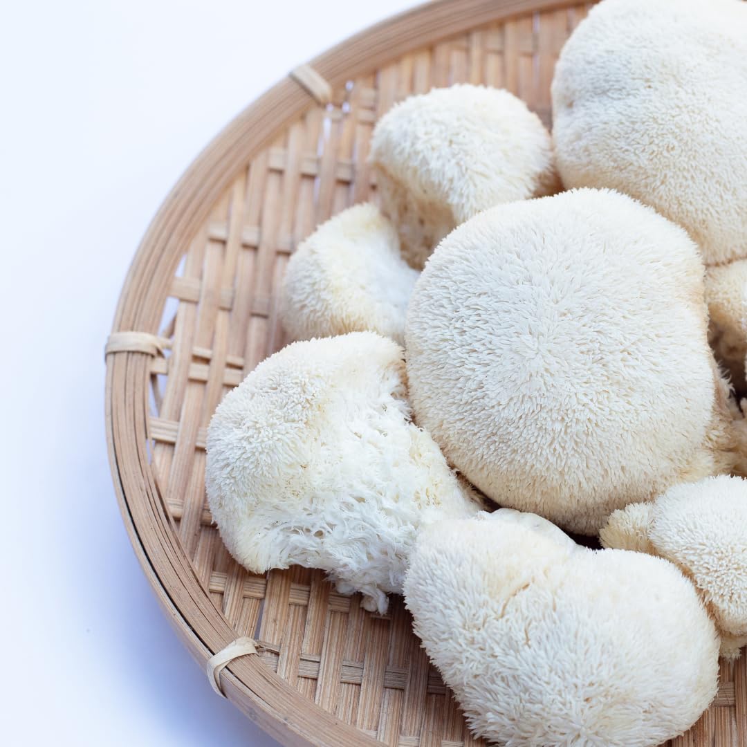 Mushroom extract for mental clarity