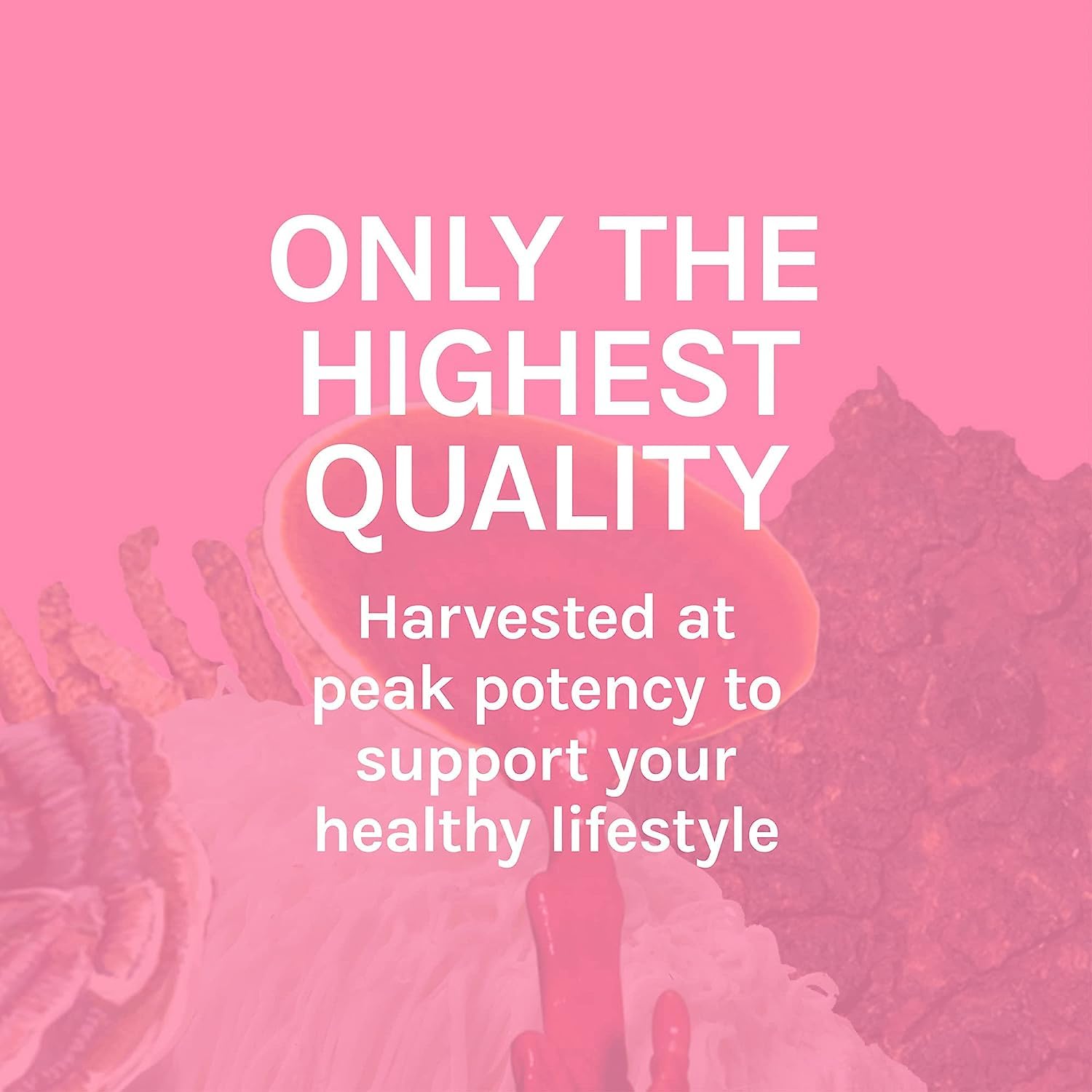 Mushroom extract for overall health