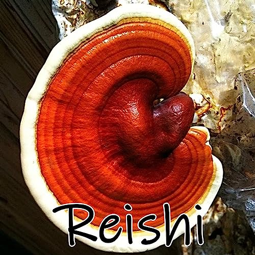 mushroom extract for stress relief