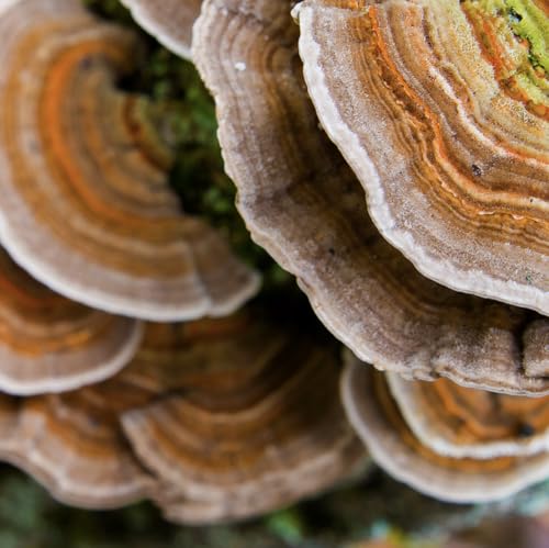 Mushroom extract for stress relief