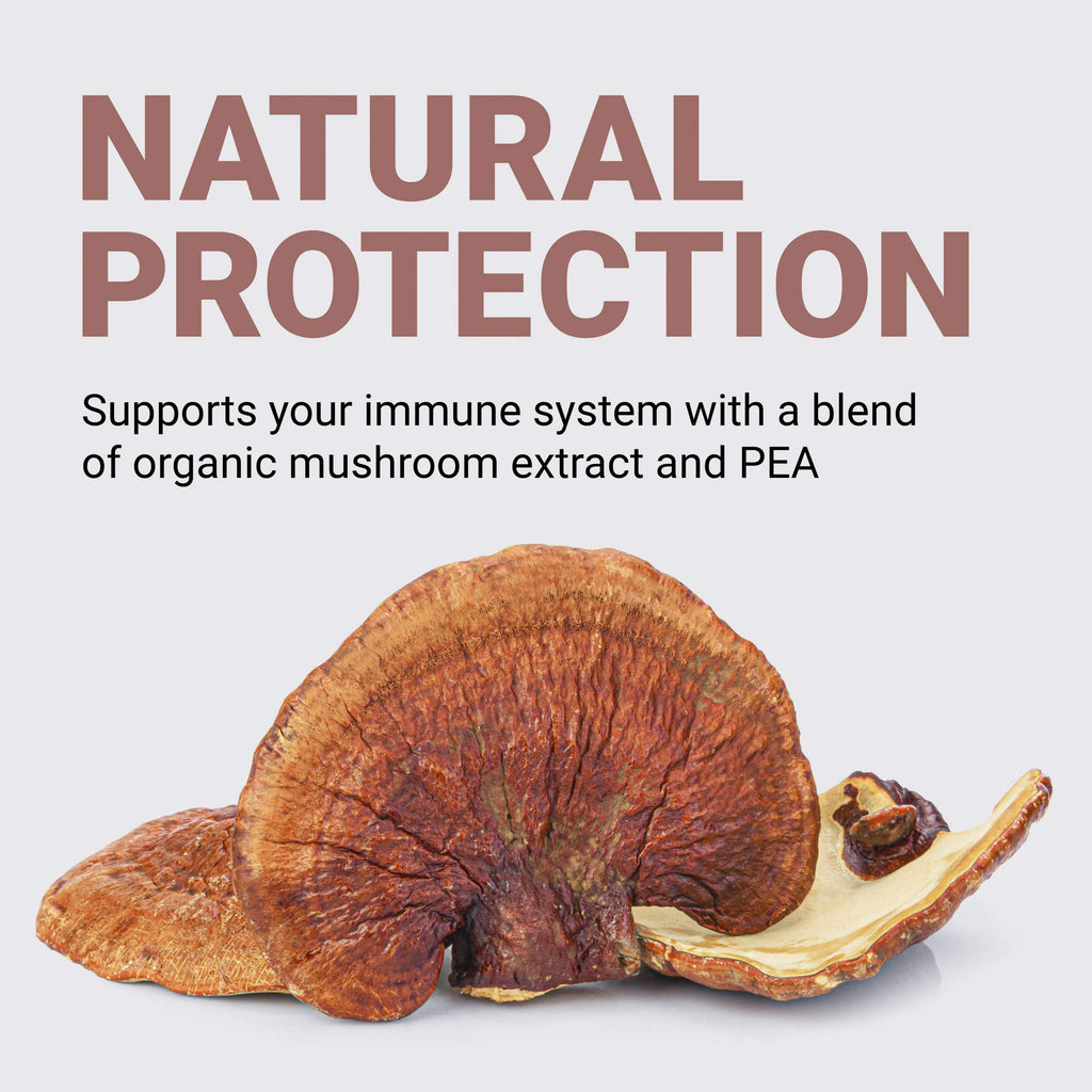 mushroom extract for vitality