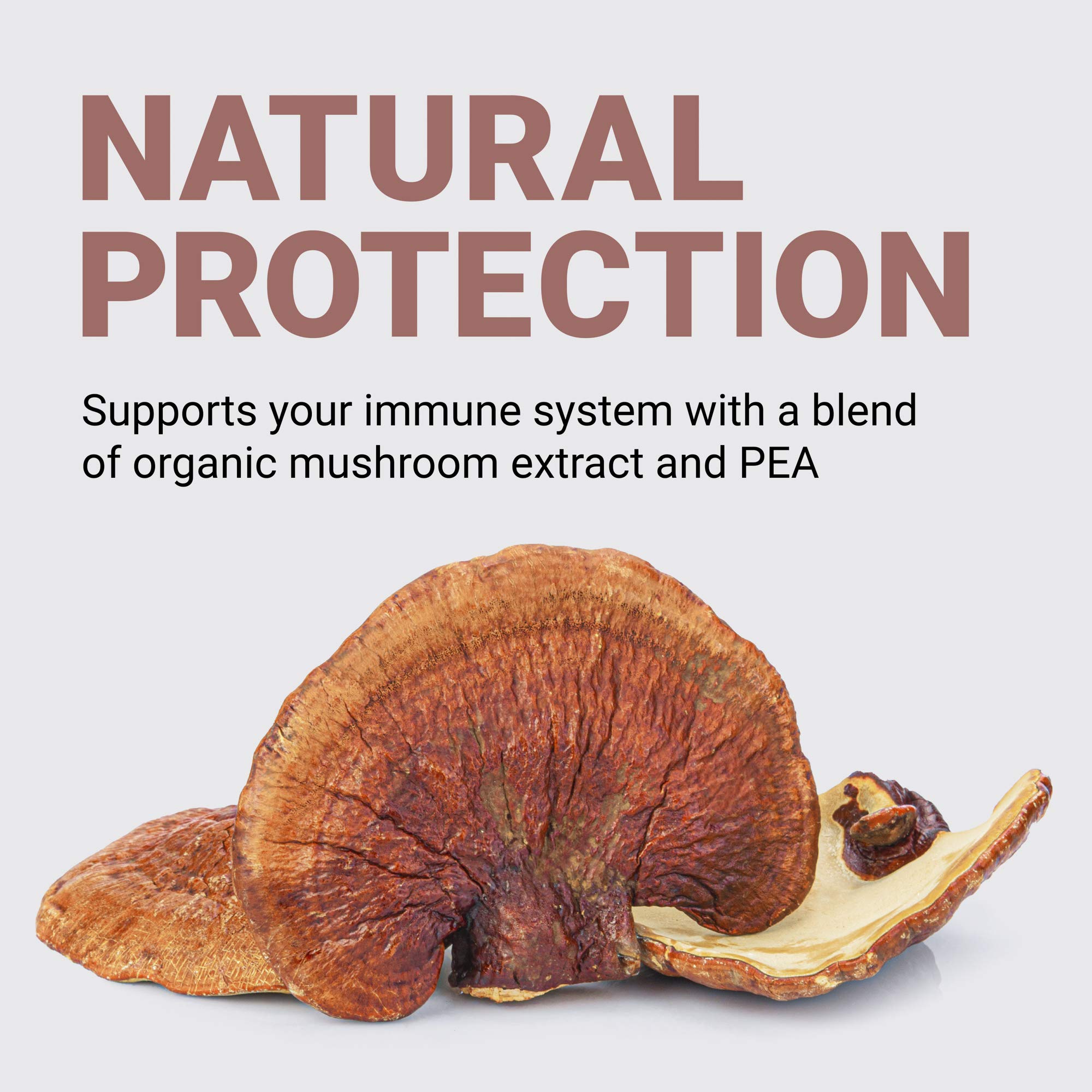 mushroom extract for vitality