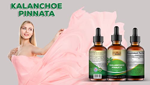 mushroom glycerite for daily nutrition