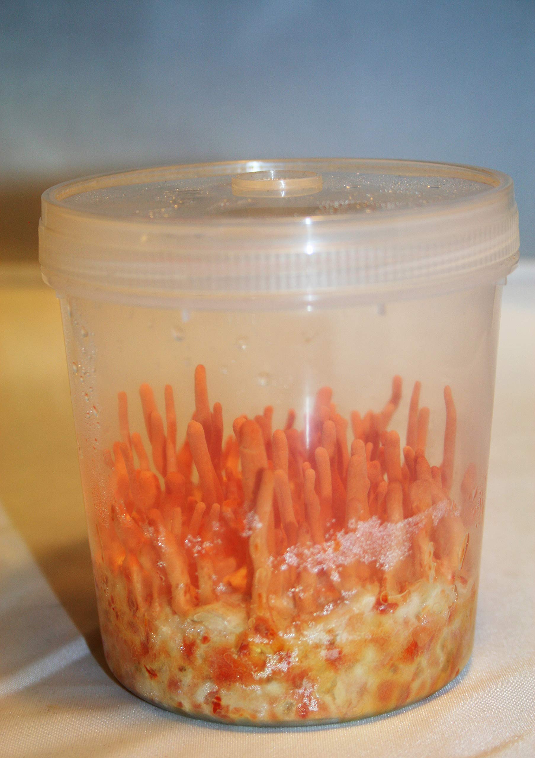 mushroom growing containers for beginners