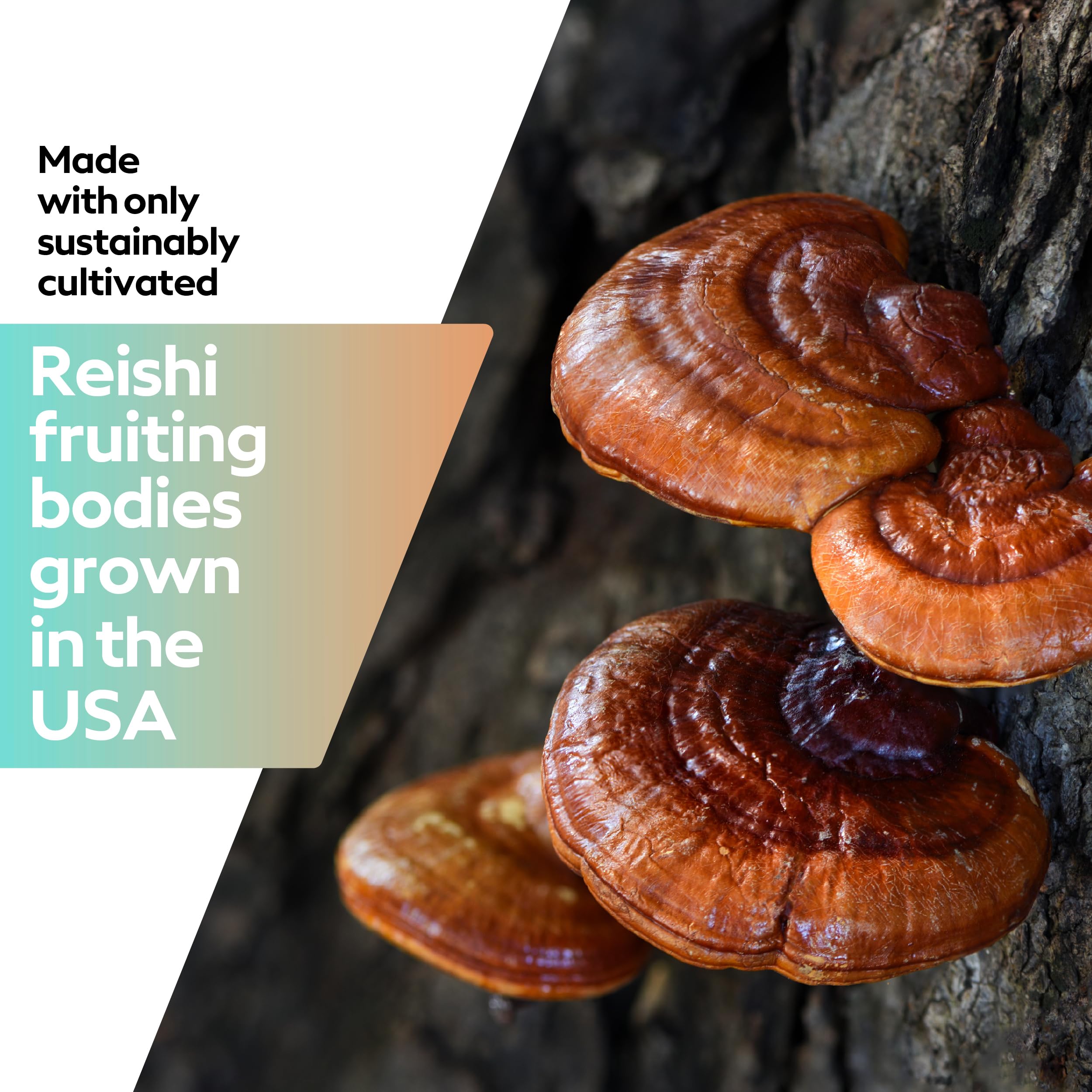 Mushroom gummies with immune-boosting benefits