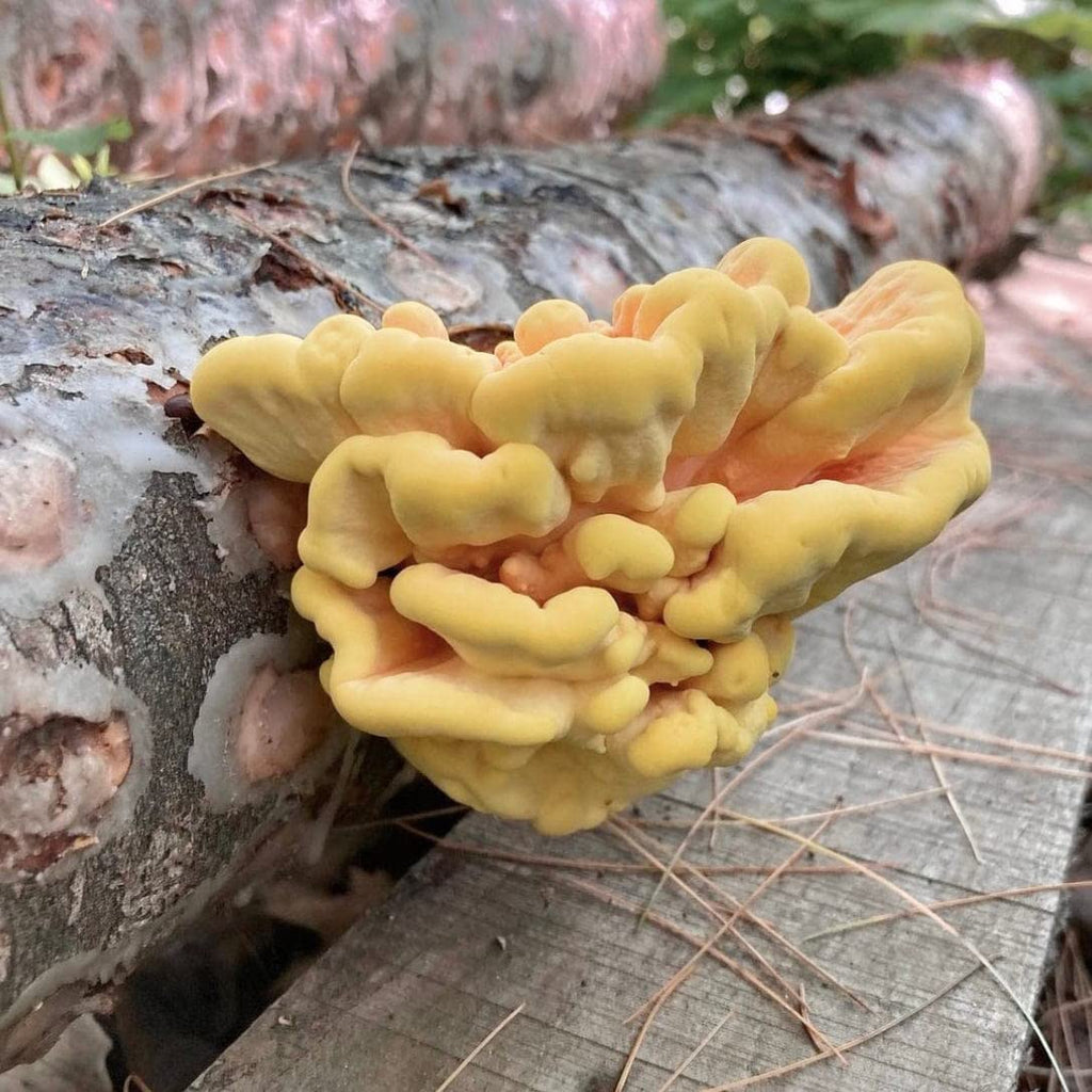mushroom log plugs for growing