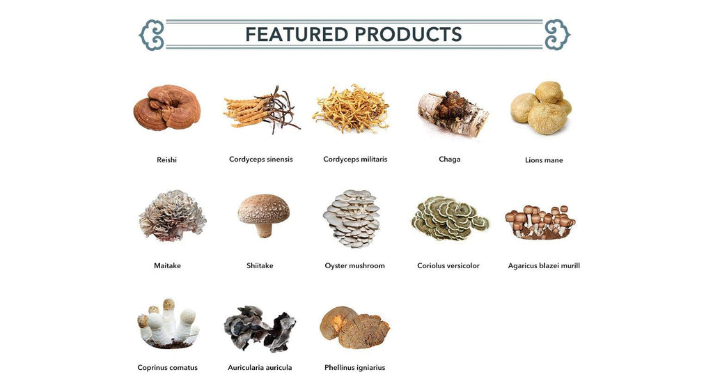 mushroom oil for wellness benefits