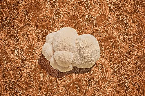 mushroom powder for cognitive support