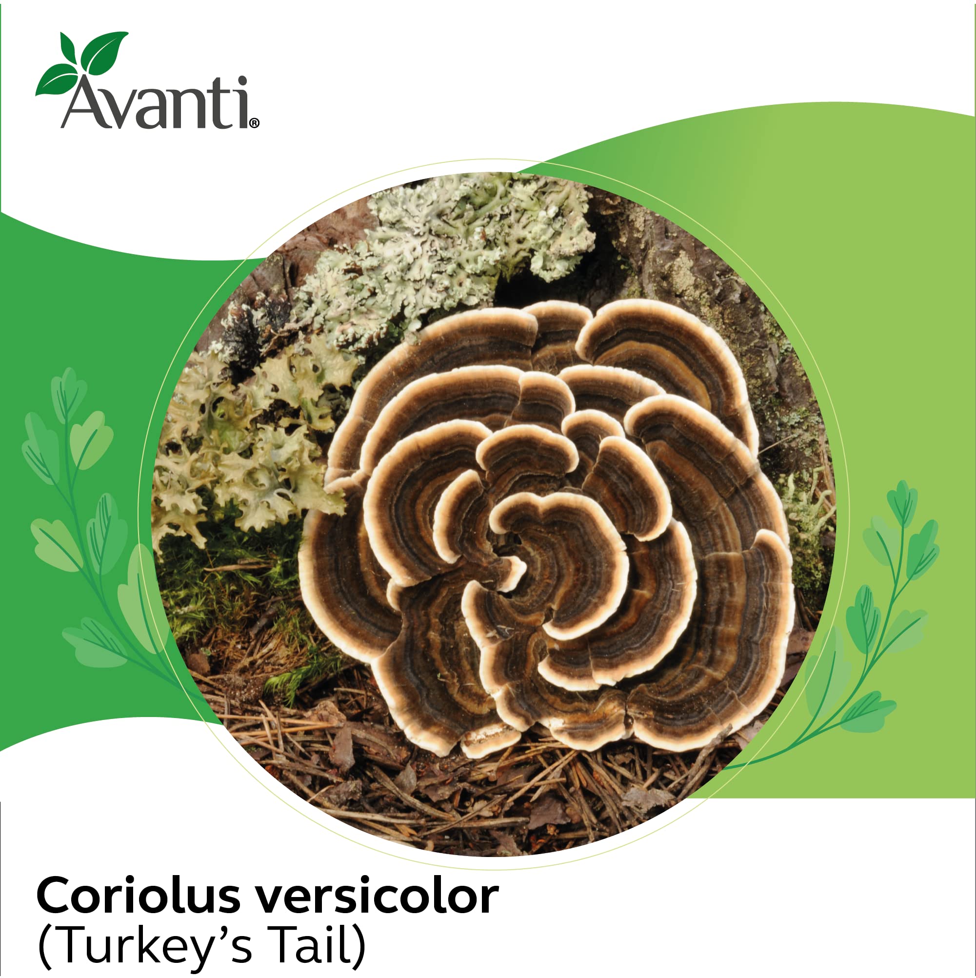 mushroom powder for daily wellness