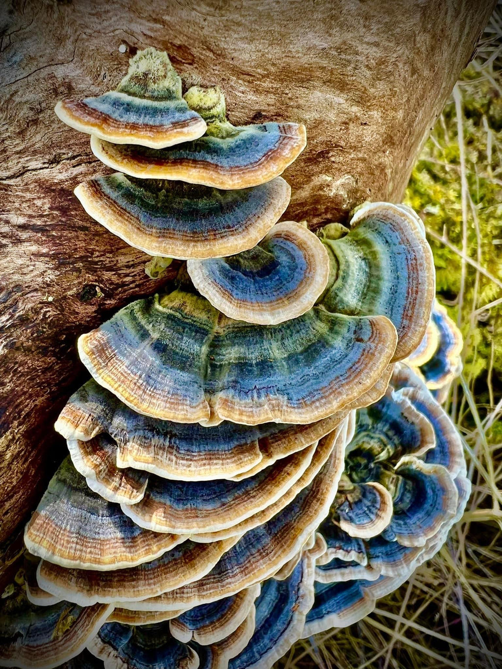 mushroom powder for digestive health